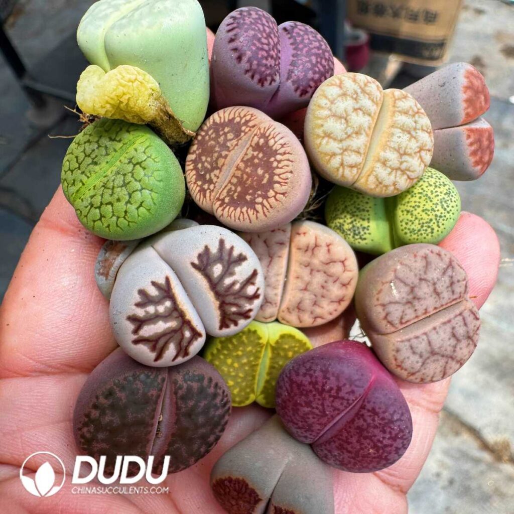 Collocation – Dudu Wholesale Rare Live Succulents Plants Grower