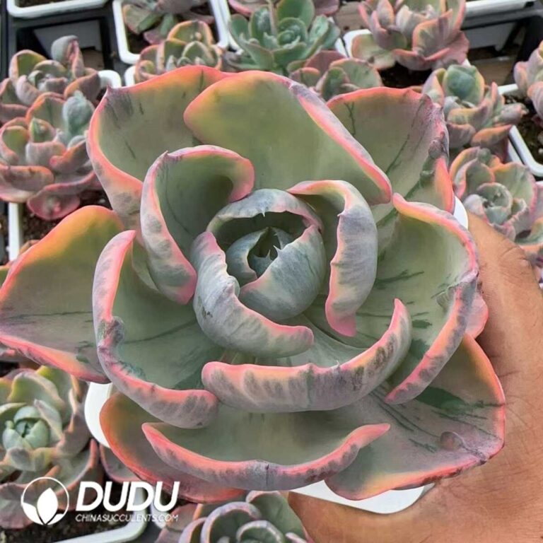 Echeveria Rain drops variegated – Dudu Wholesale Rare Live Succulents ...