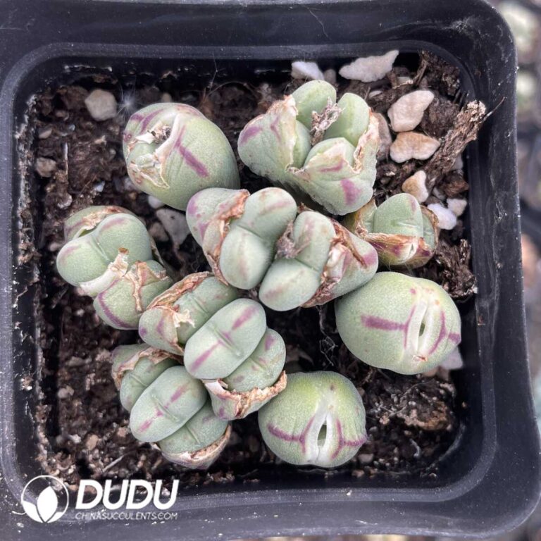 Conophytum-bilobum Clustering （starting from 12 head） – Dudu Wholesale ...