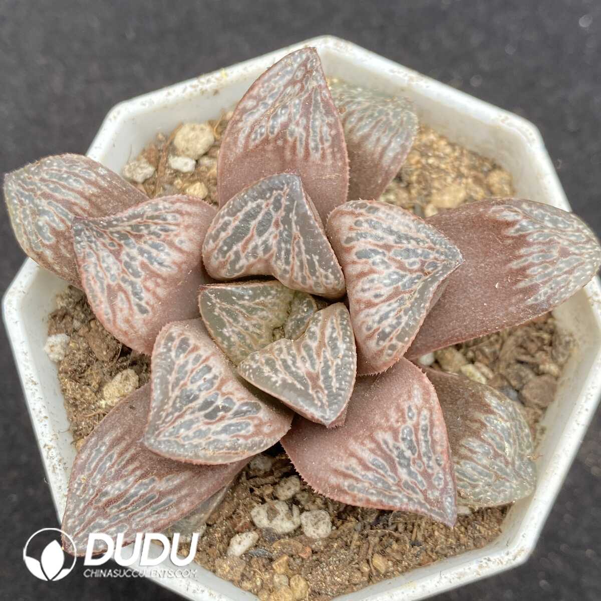 Haworthia Inca Rose – Dudu Wholesale Rare Live Succulents Plants Grower