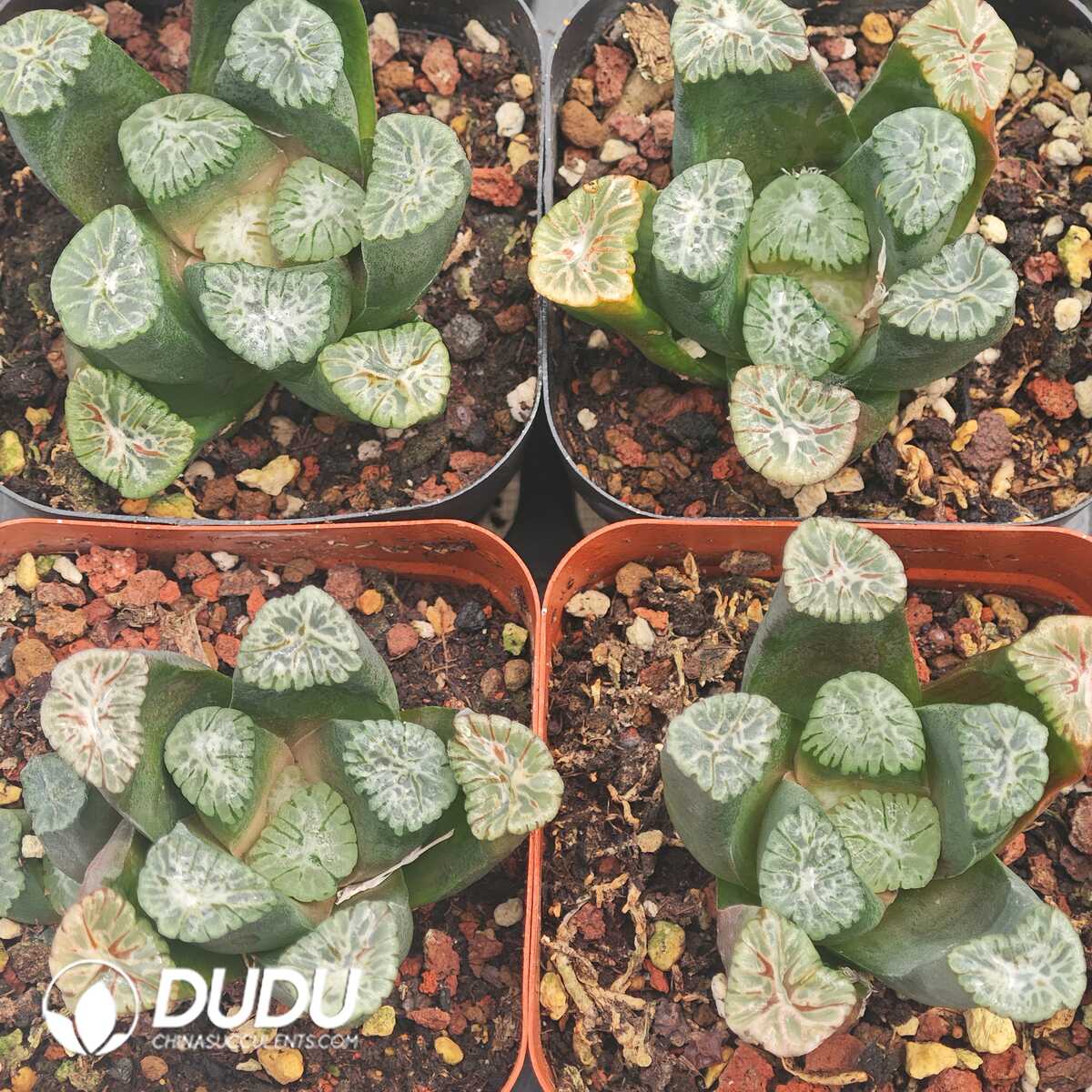 Haworthia Haworthia truncata var tricolor – Dudu Wholesale Rare Live ...