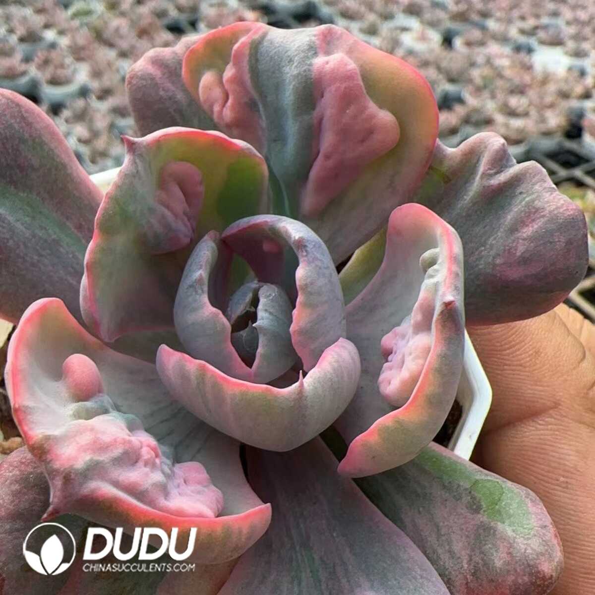 Echeveria Rain drops variegated – Dudu Wholesale Rare Live Succulents ...