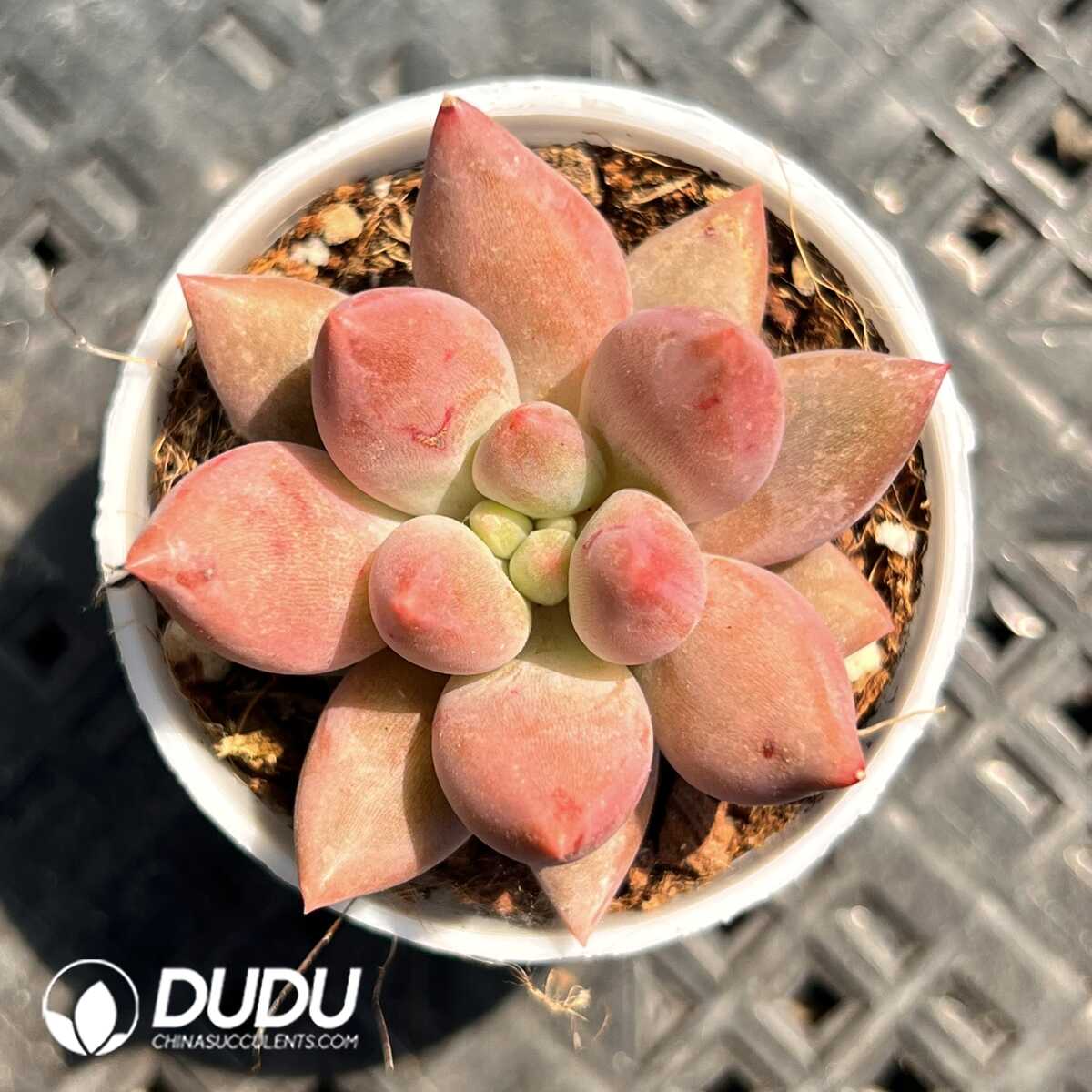 Pachyphytum YuJi Beauty – Dudu Wholesale Rare Live Succulents Plants Grower