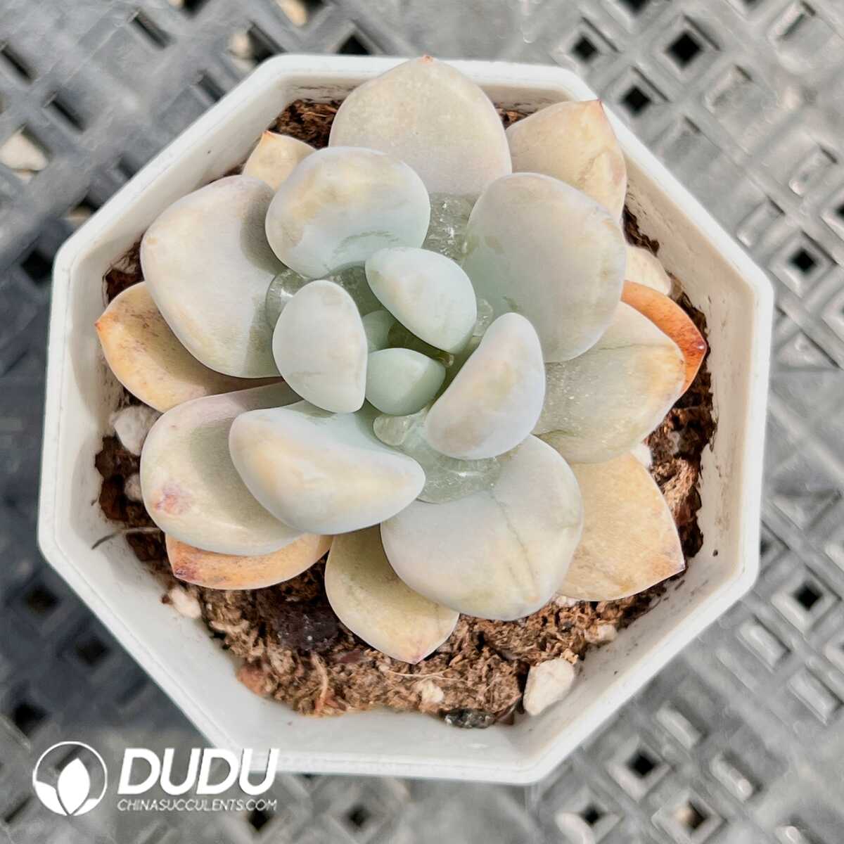 Graptoveria Opu Tiger Spots Variegated – Dudu Wholesale Rare Live ...
