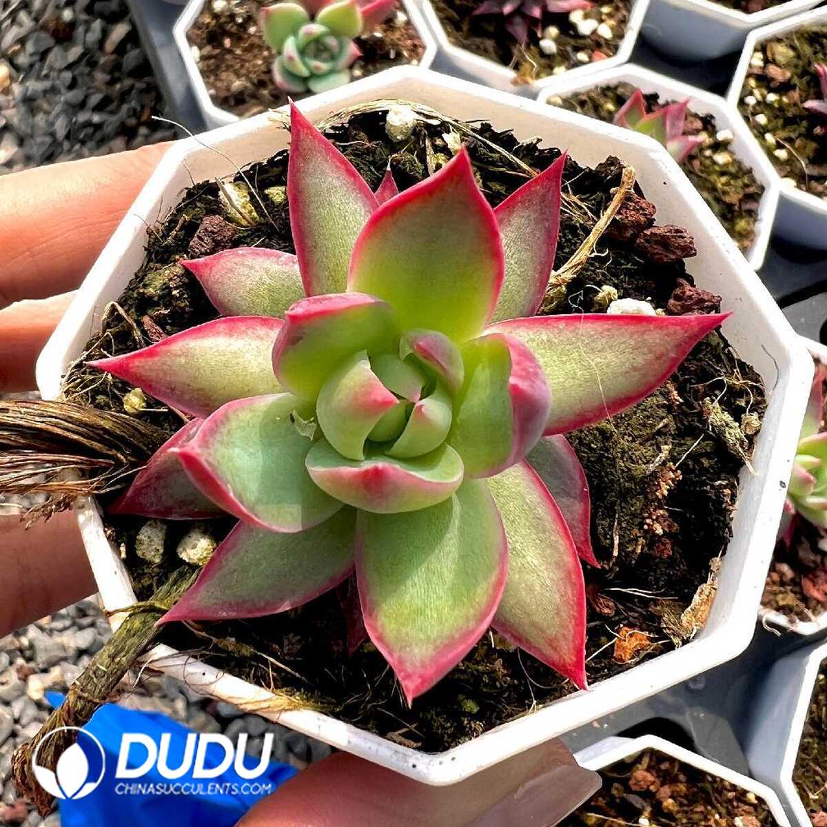 Echeveria Agavoides ‘Casio’ – Dudu Wholesale Rare Live Succulents ...