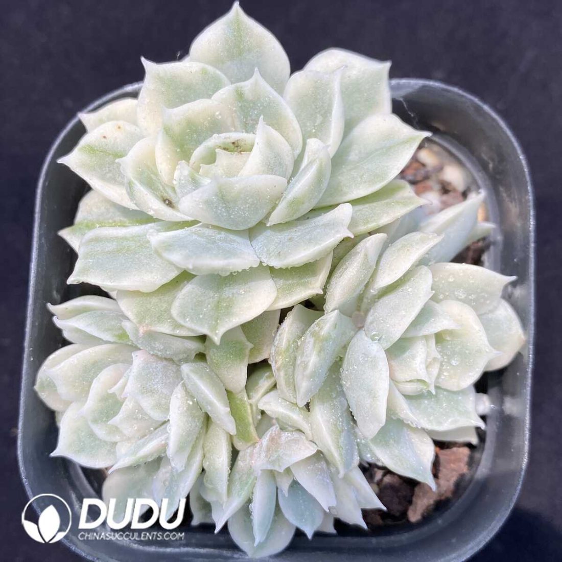 Dudu Wholesale Rare Live Succulents Plants Grower – Dudu Succulents ...