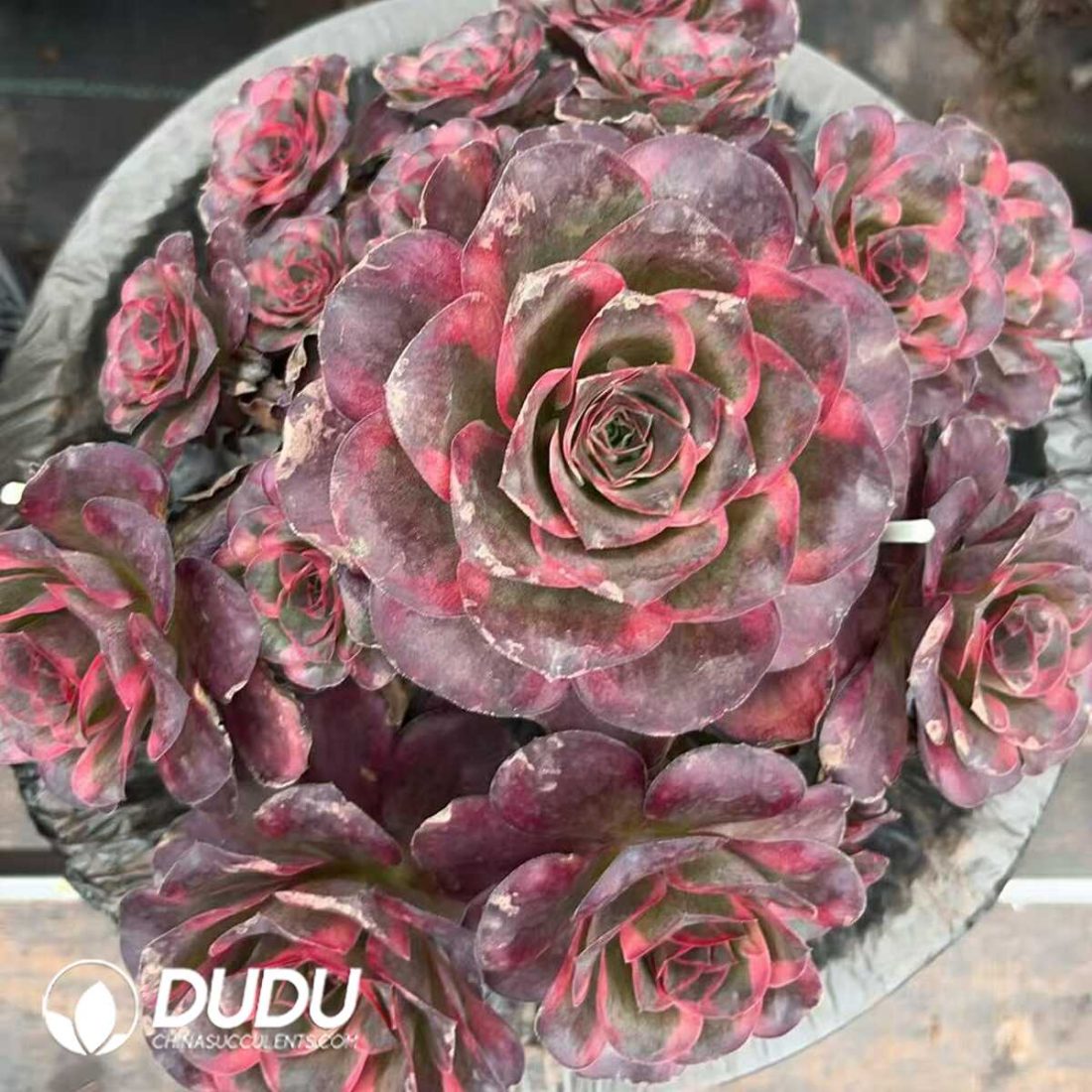 Aeonium Nafu Big Cluster – Dudu Wholesale Rare Live Succulents Plants ...