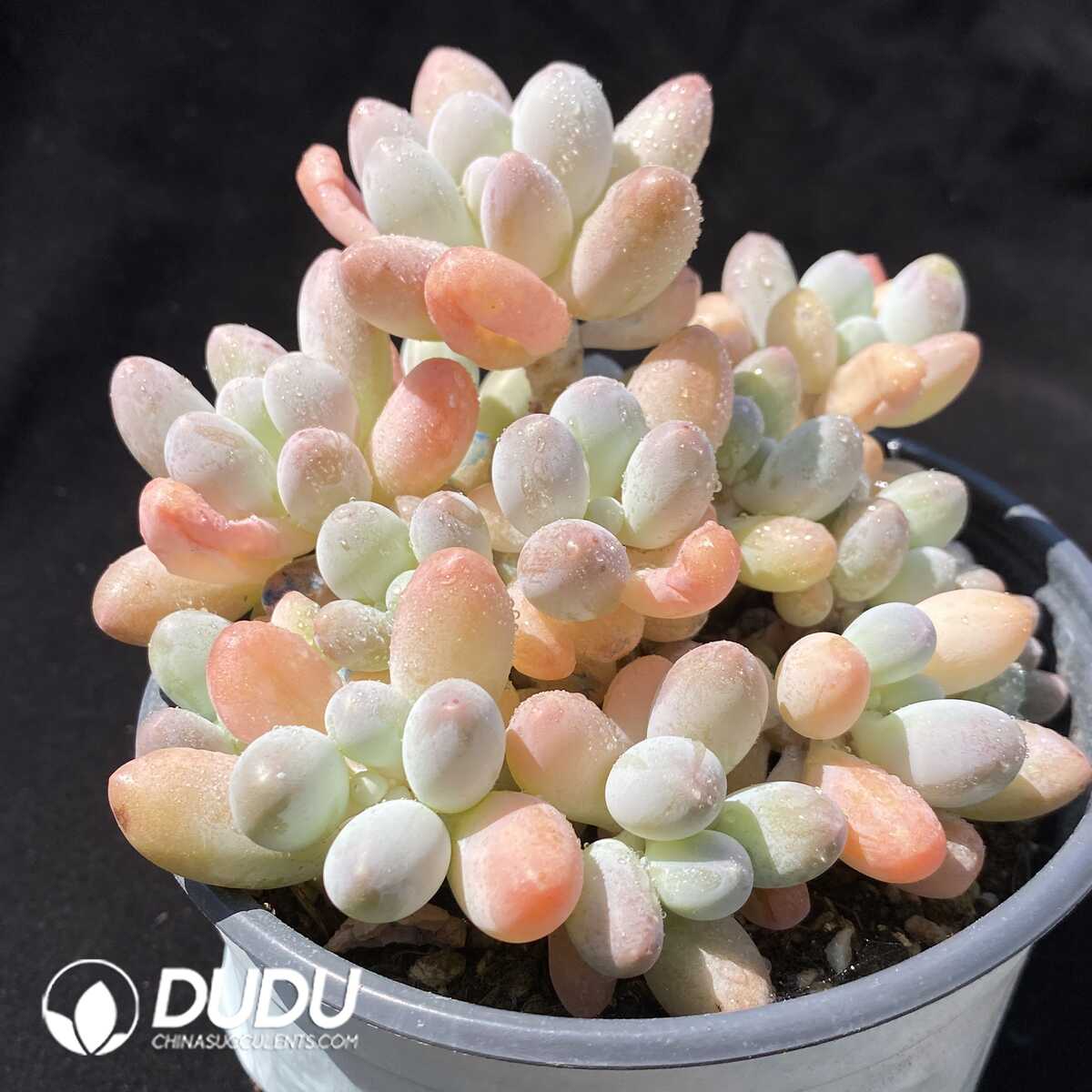 Pachyphytum Sweet Dumpling Clustering – Dudu Wholesale Rare Live ...