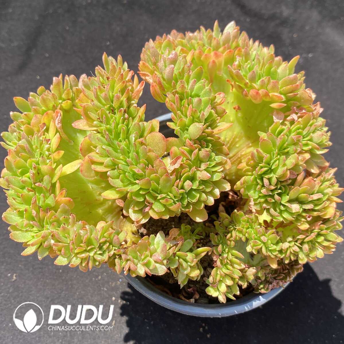 Aeonium Candy Cristata – Dudu Wholesale Rare Live Succulents Plants Grower