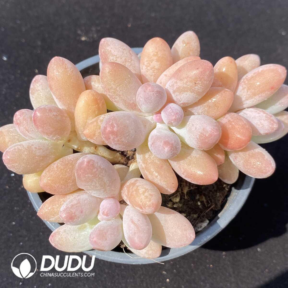 Graptopetalum Cherry Blossom Sweet Dumpling Clustering – Dudu Wholesale ...
