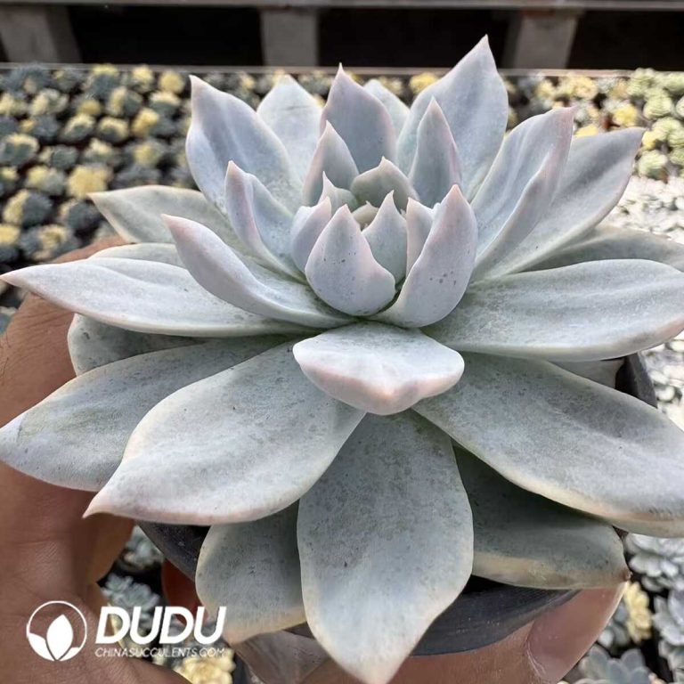 Echeveria Blue Bird Variegated – Dudu Wholesale Rare Live Succulents ...