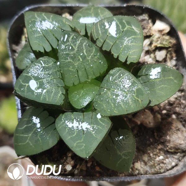 Haworthia Bayeri J.D.Venter & S.A.Hammer Mirror – Dudu Wholesale Rare ...