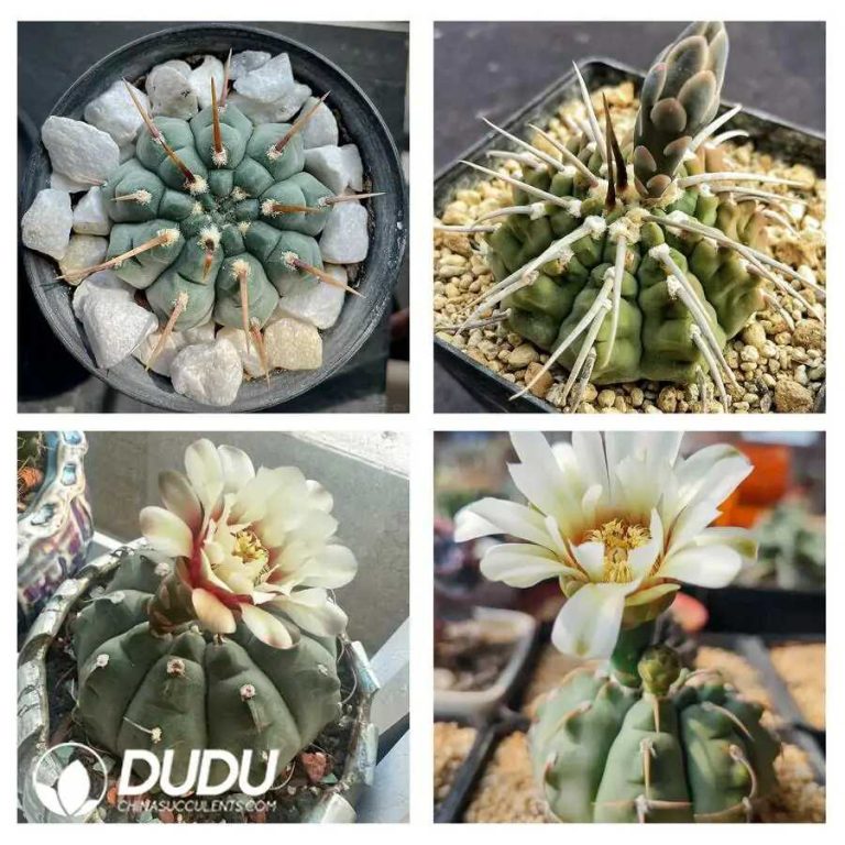 500Pcs Cactus-Gymnocalycium vatteri Seeds – Dudu Wholesale Rare Live ...