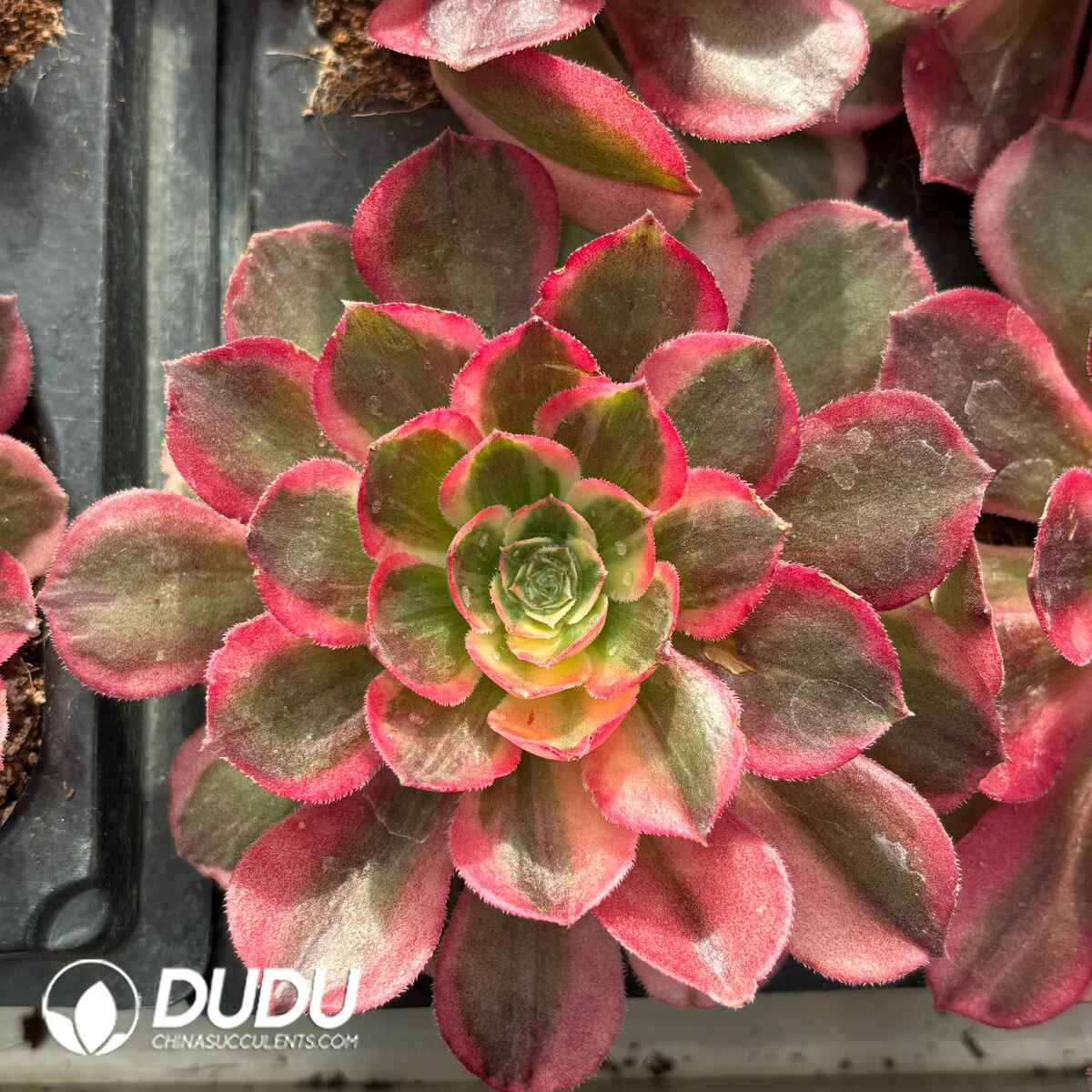 Aeonium Pink Hibiscus – Dudu Wholesale Rare Live Succulents Plants Grower