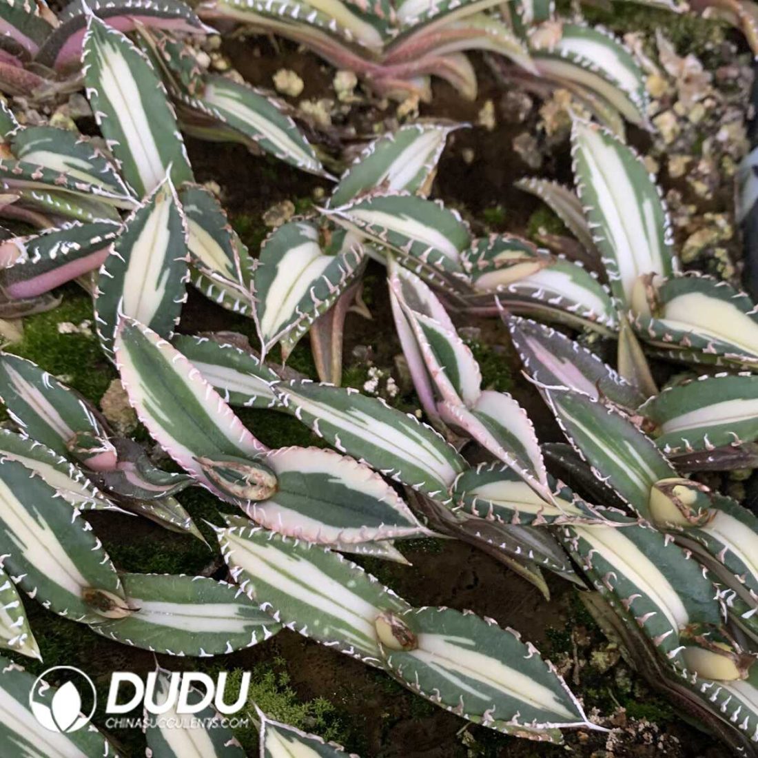Agave Titanota Green Ghost Mediopicta Variegated – Dudu Wholesale Rare ...