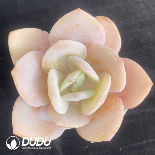 Echeveria Matcha Cake – Dudu Wholesale Rare Live Succulents Plants Grower