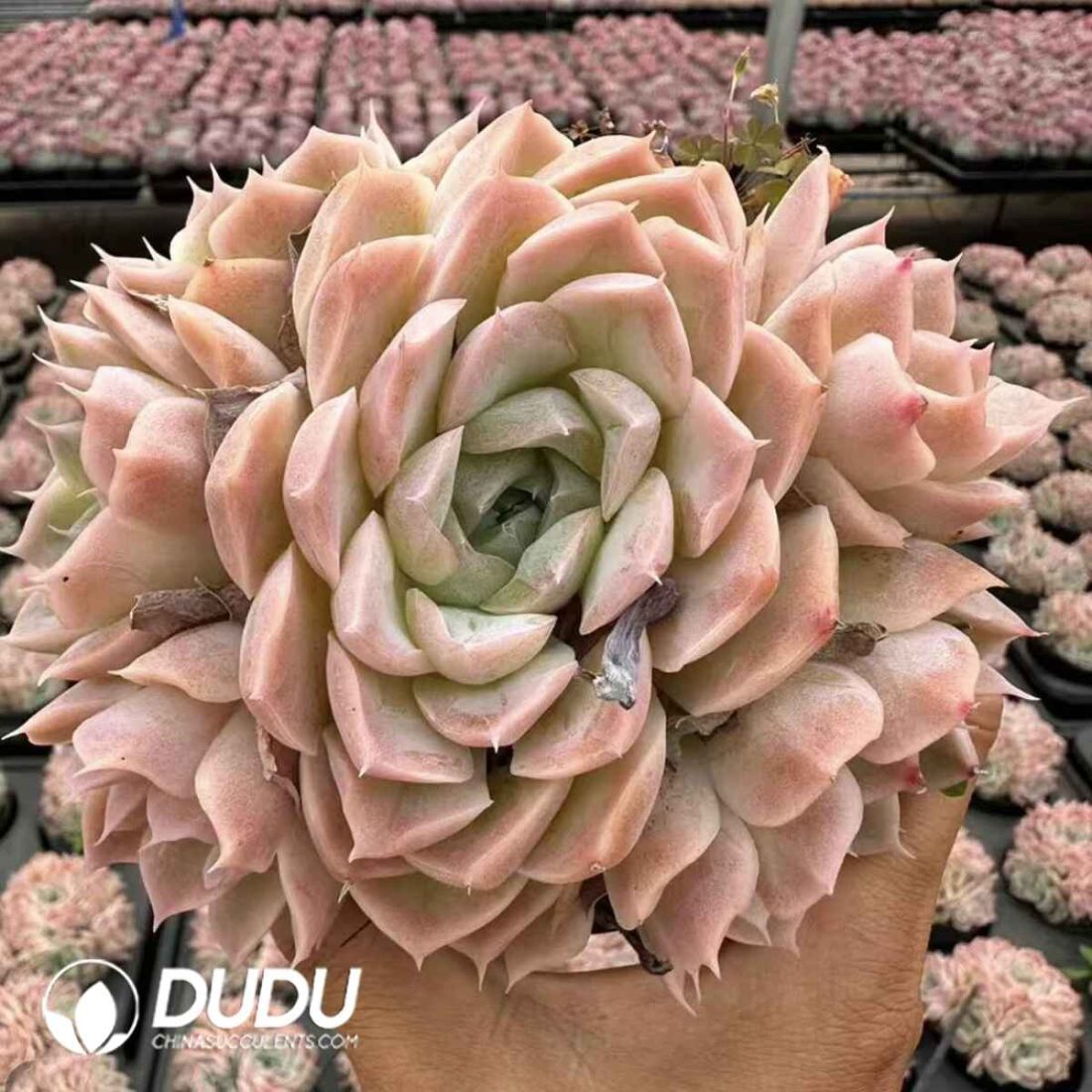 Echeveria Milk Candy Clustering – Dudu Wholesale Rare Live Succulents ...
