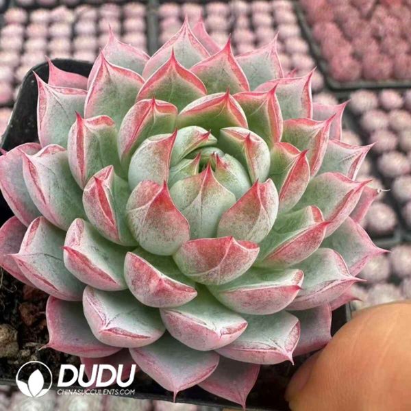 Echeveria Violet Diamond – Dudu Wholesale Rare Live Succulents Plants ...