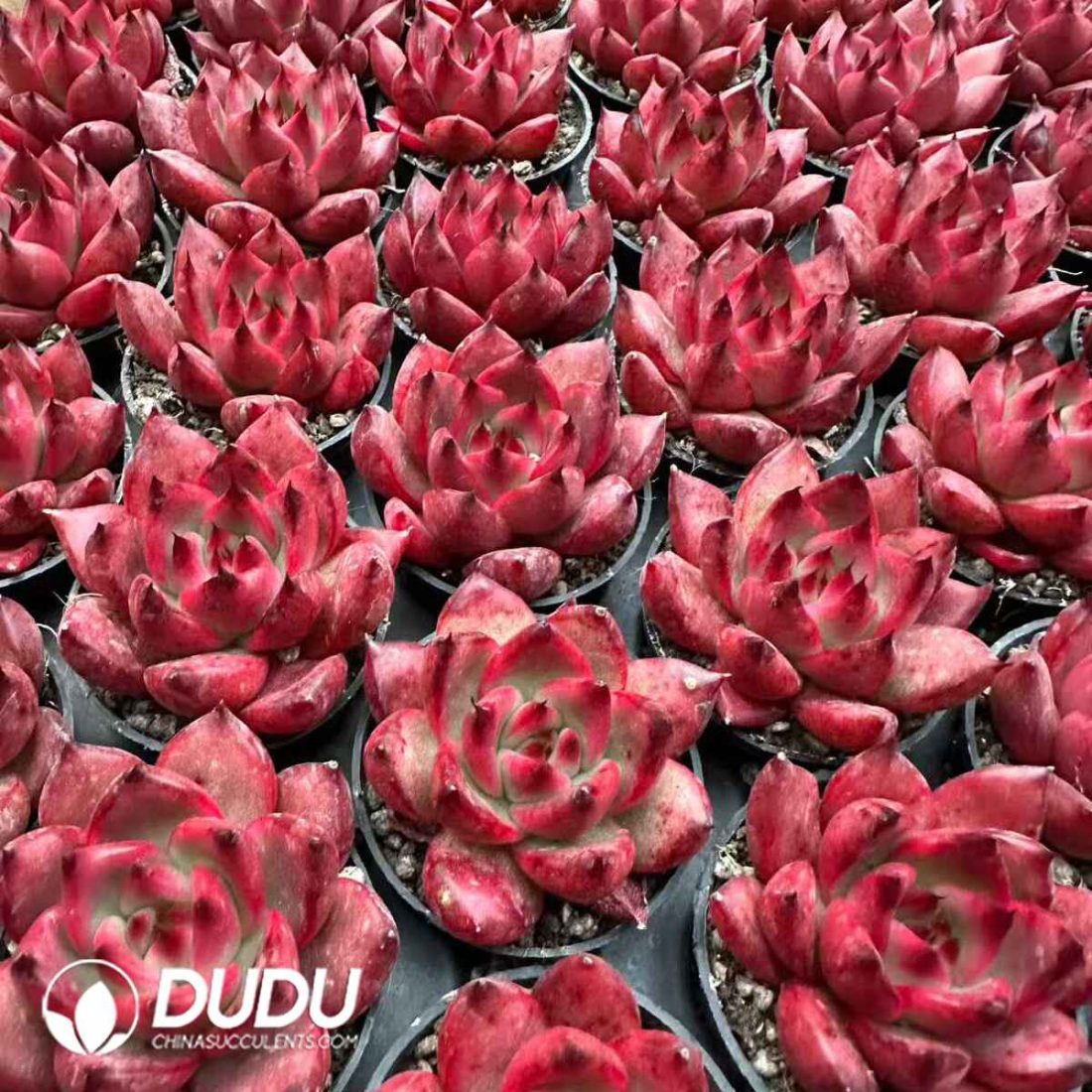 Echeveria English Frank – Dudu Wholesale Rare Live Succulents Plants Grower