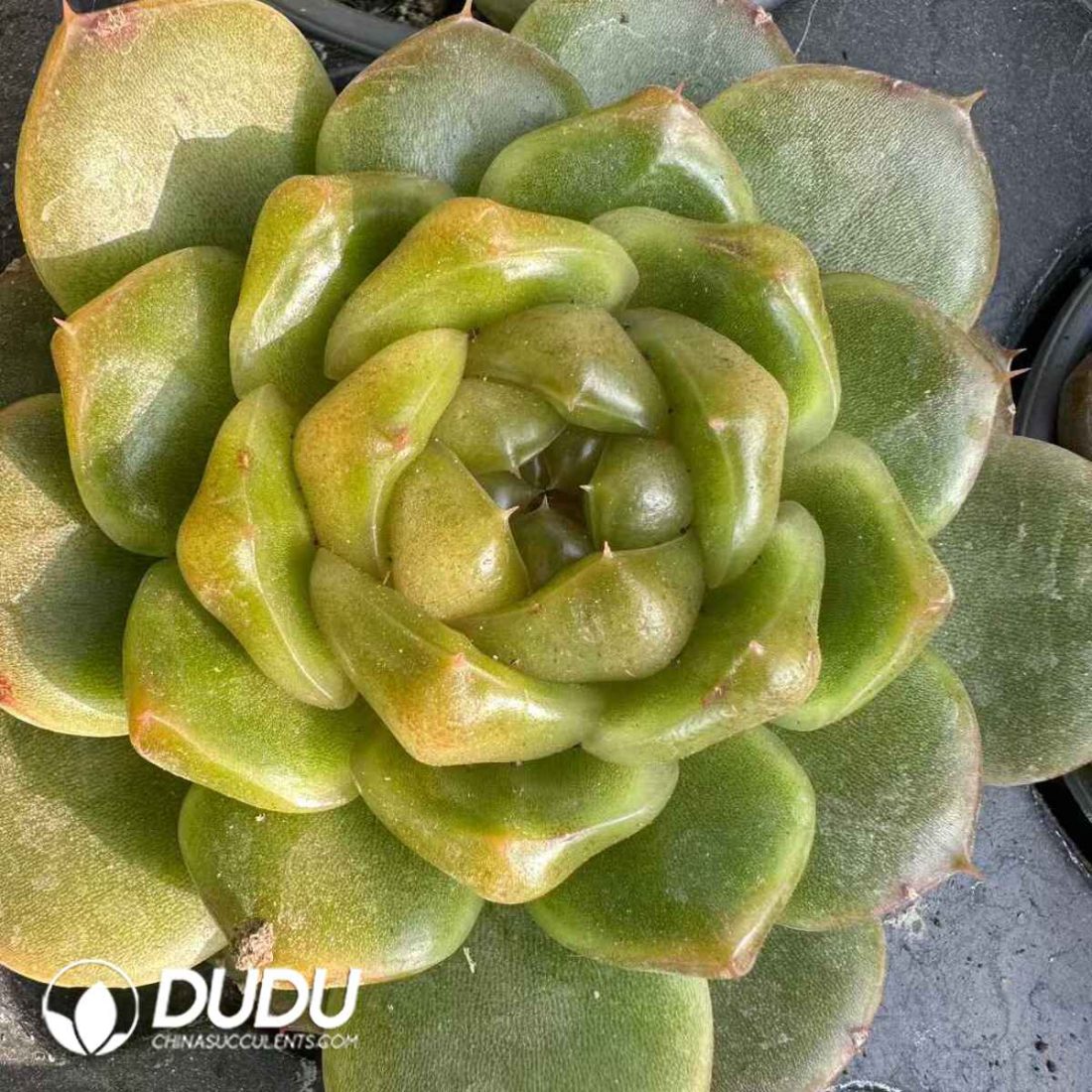 Echeveria Blue Ghost – Dudu Wholesale Rare Live Succulents Plants Grower