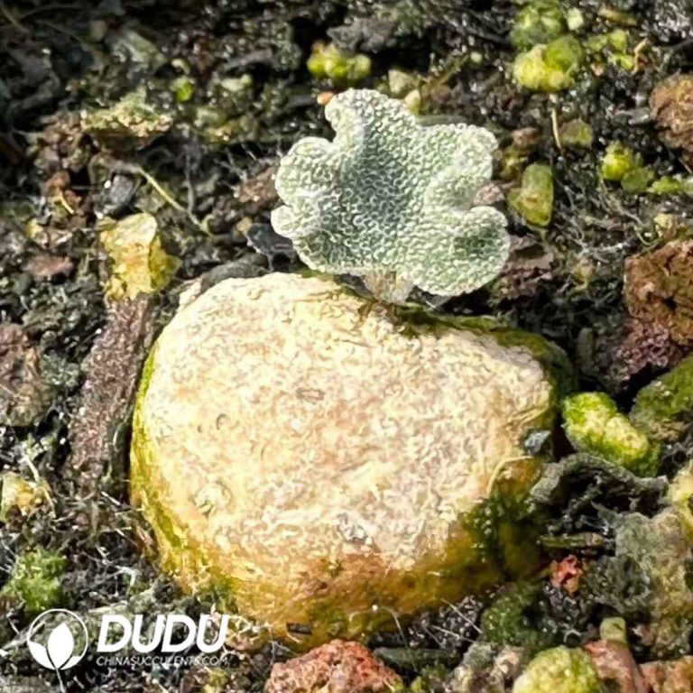 Eriospermum Icy Seaweed – Dudu Wholesale Rare Live Succulents Plants Grower