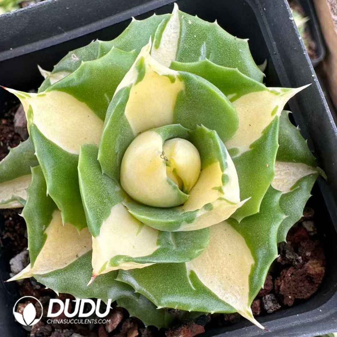 Agave potatorum var. verschaffeltii Medio-picta Aurea – Dudu Wholesale ...