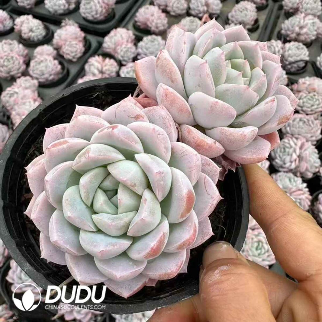 Echeveria White Ice (Single/Double Heads Random) – Dudu Wholesale Rare ...