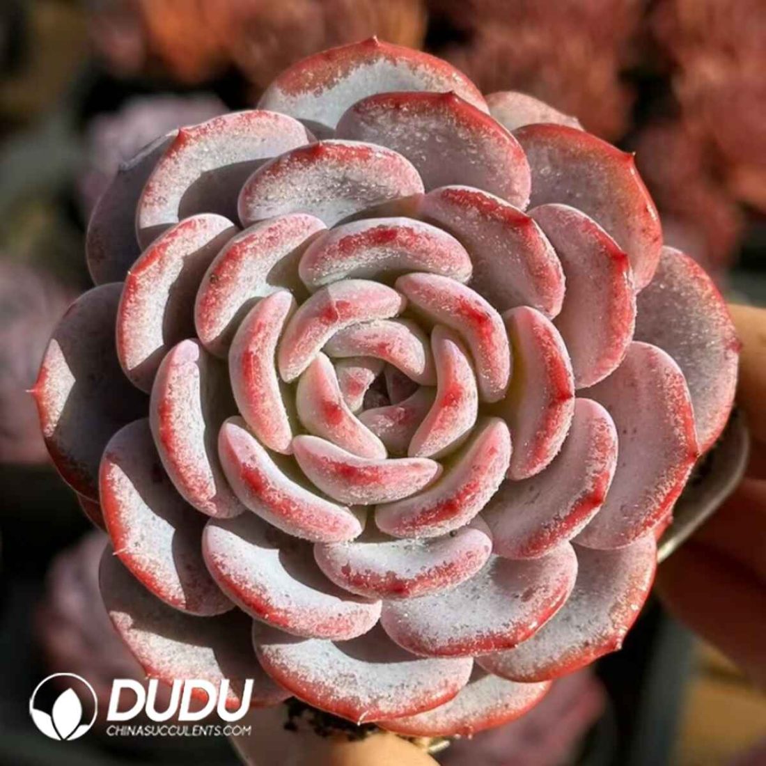 Echeveria Snow Tea – Dudu Wholesale Rare Live Succulents Plants Grower